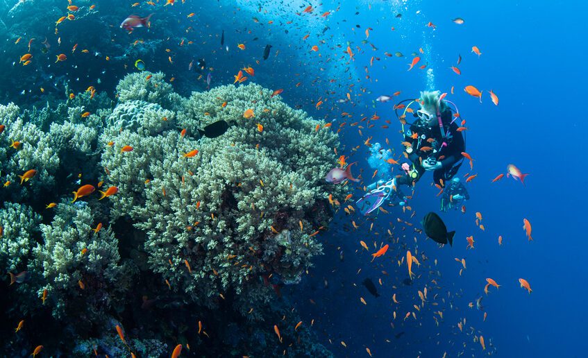 Red Sea Liveaboard Diving - Explorer Ventures Fleet®