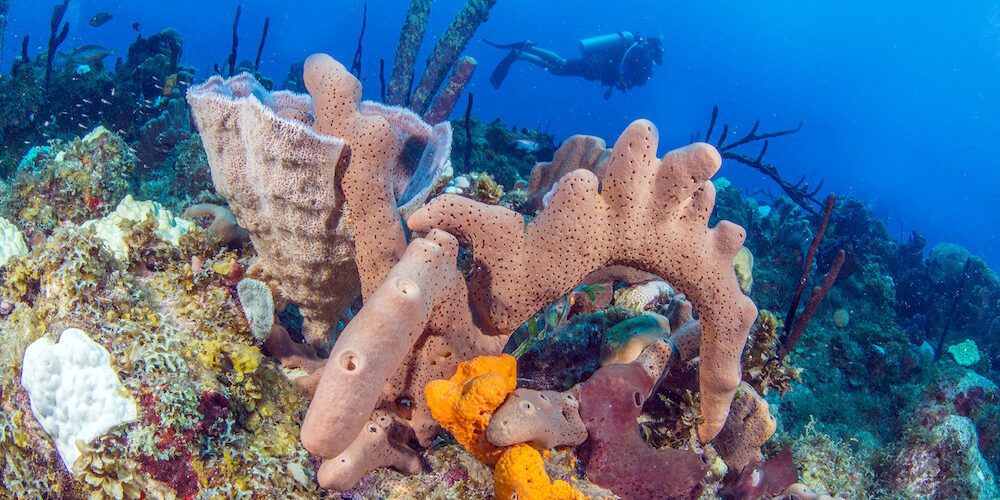 Saba & St. Kitts Underwater, Caribbean Diving Highlights | Explorer ...