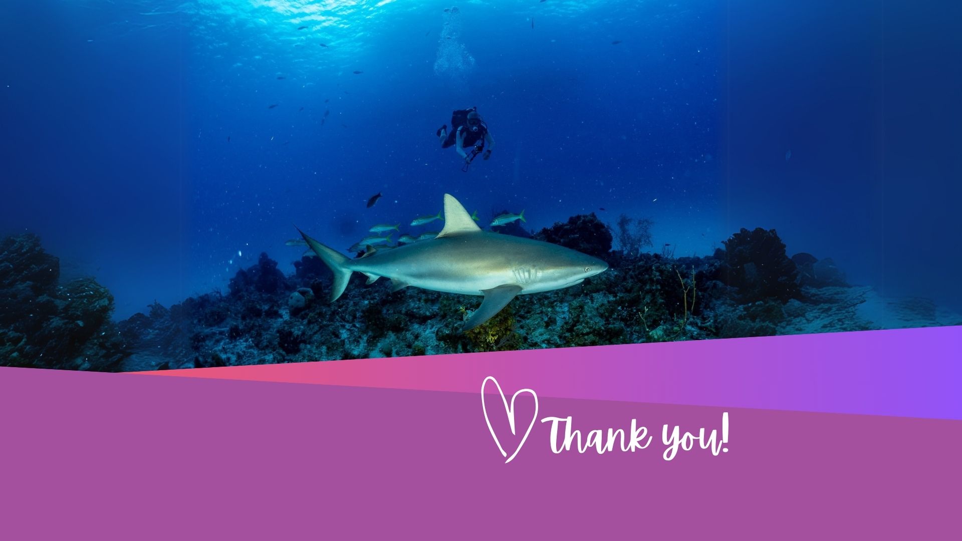 Explorer Ventures Fleet® Adventures in Liveaboard Diving